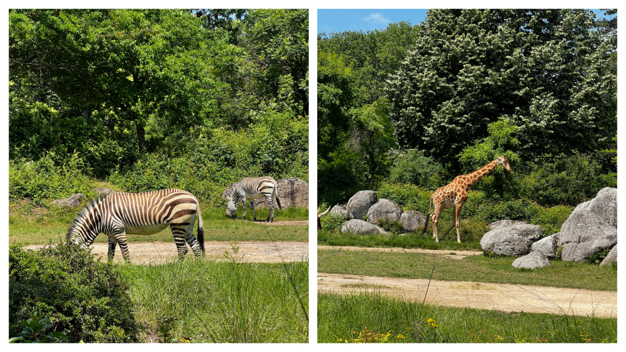10 lucruri de făcut în Lyon, Franța - Out and about
